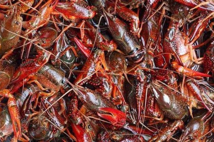 Buy Frozen Fisherman Whole Cooked Crayfish - ... Online | Mercato