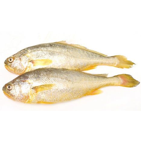 Buy Fresh Whole Cleaned Yellow Croaker Fish Online | Mercato