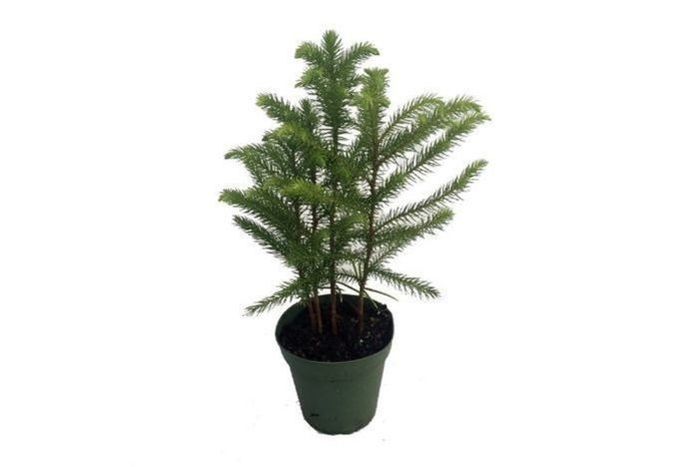 Buy 4in. Norfolk Island Pine - Christmas Foliage Online | Mercato