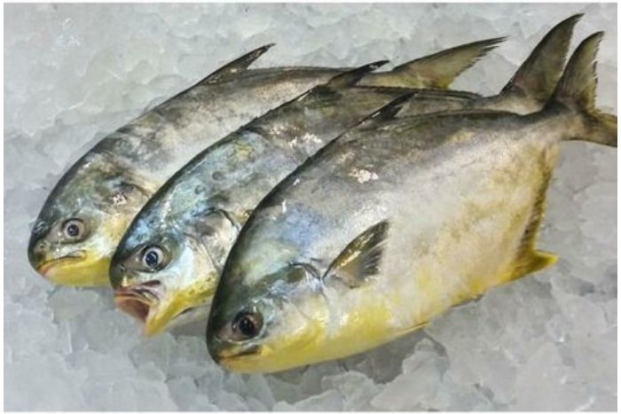 Buy Pompano Frozen Fish Online | Mercato